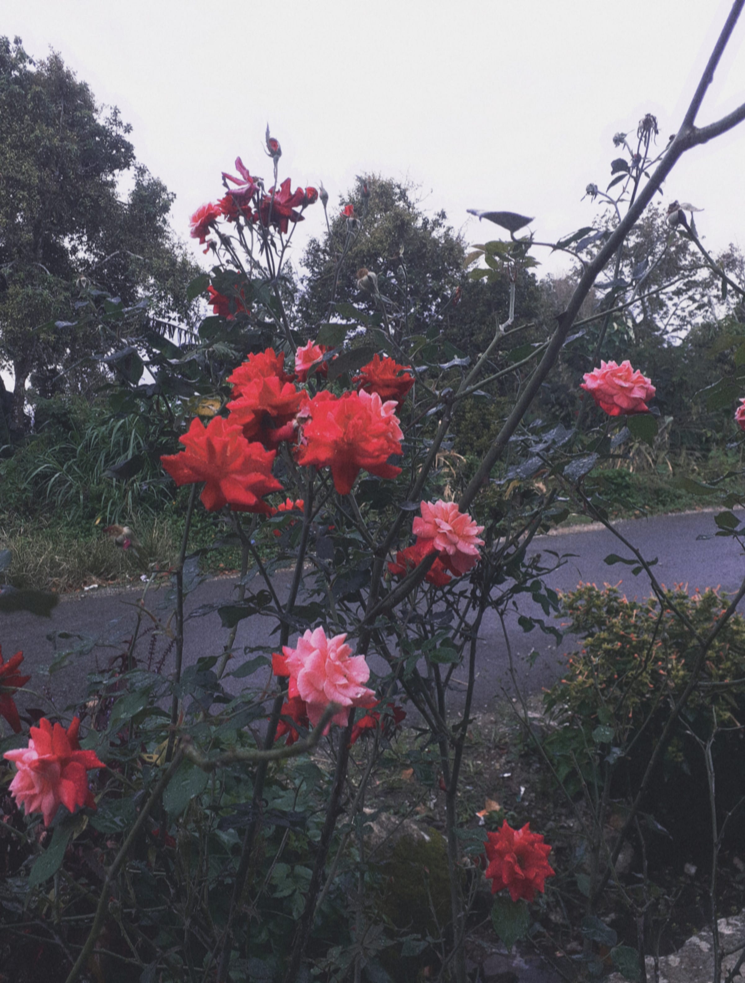 Lucelene Asc.L. on Medium curated some lists