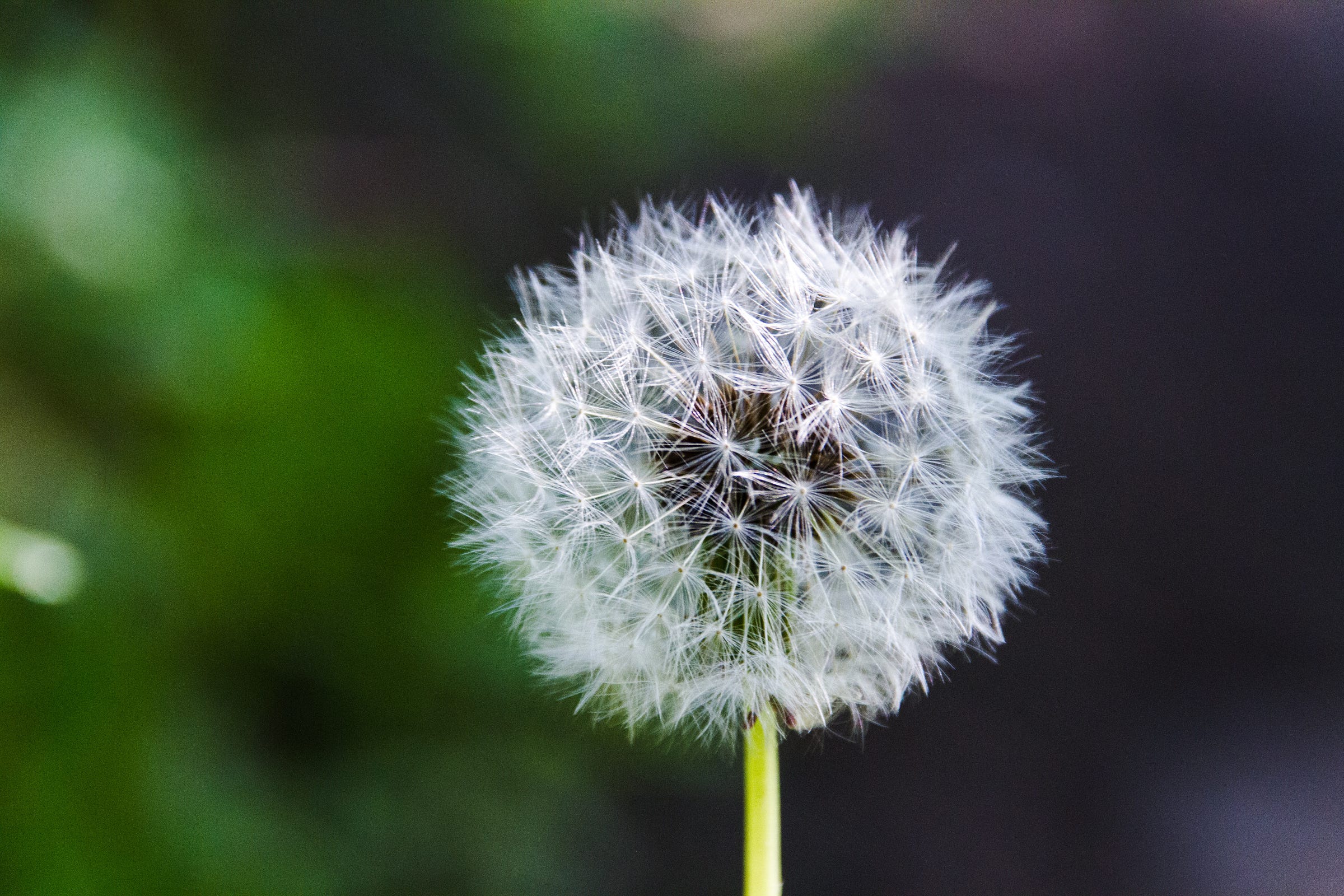 Shanghai Dandelion – Medium