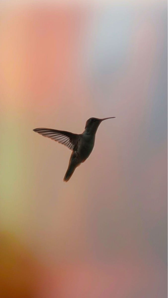 Daniela Botello – Medium