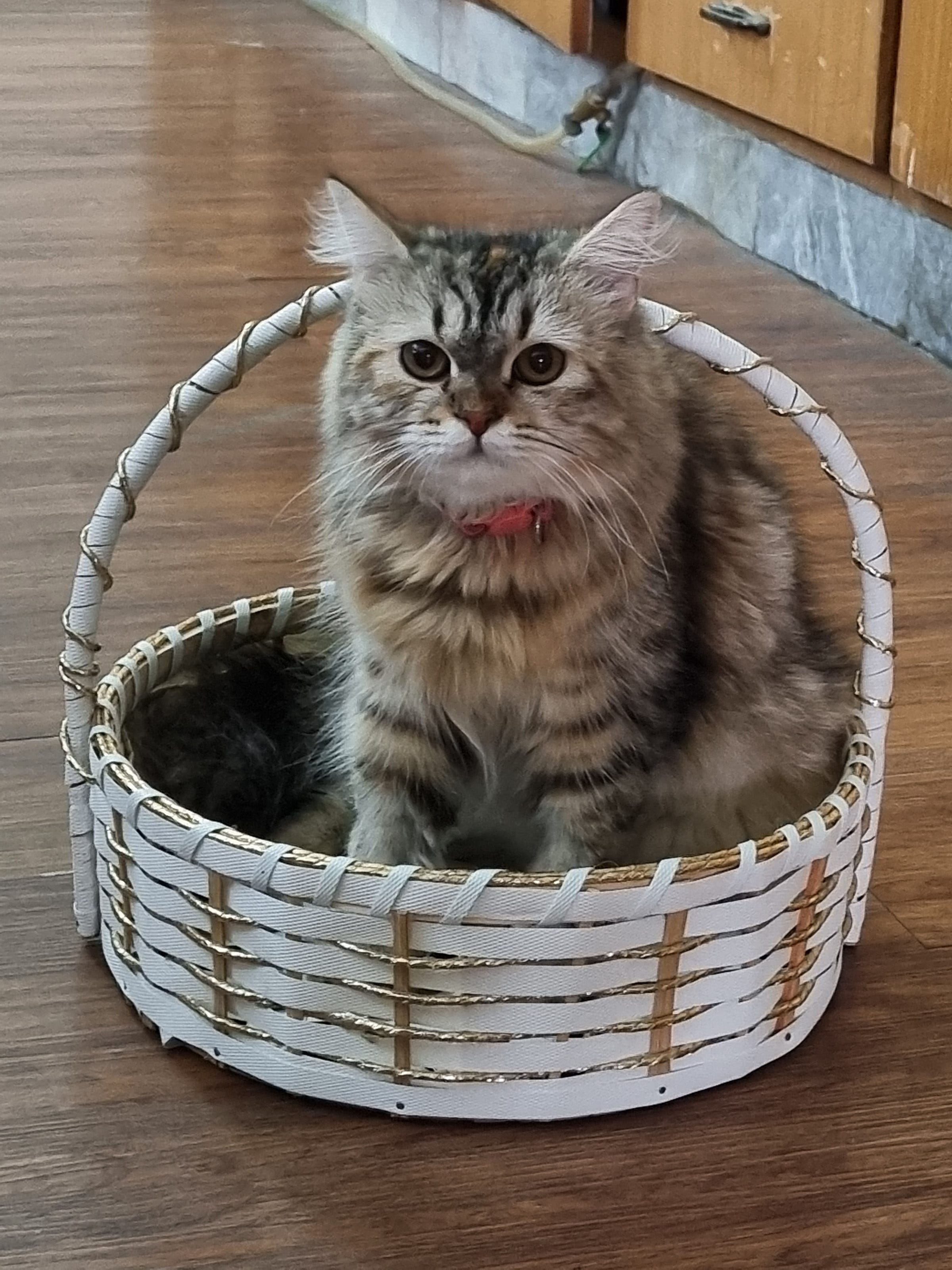 Monu The Cat – Medium