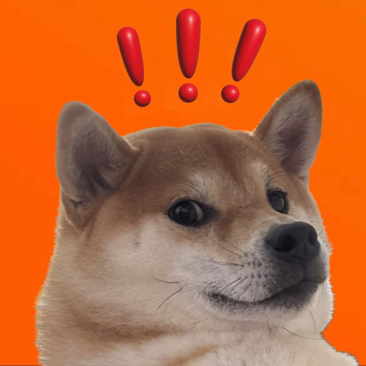 TonicTheBonkDog – Medium