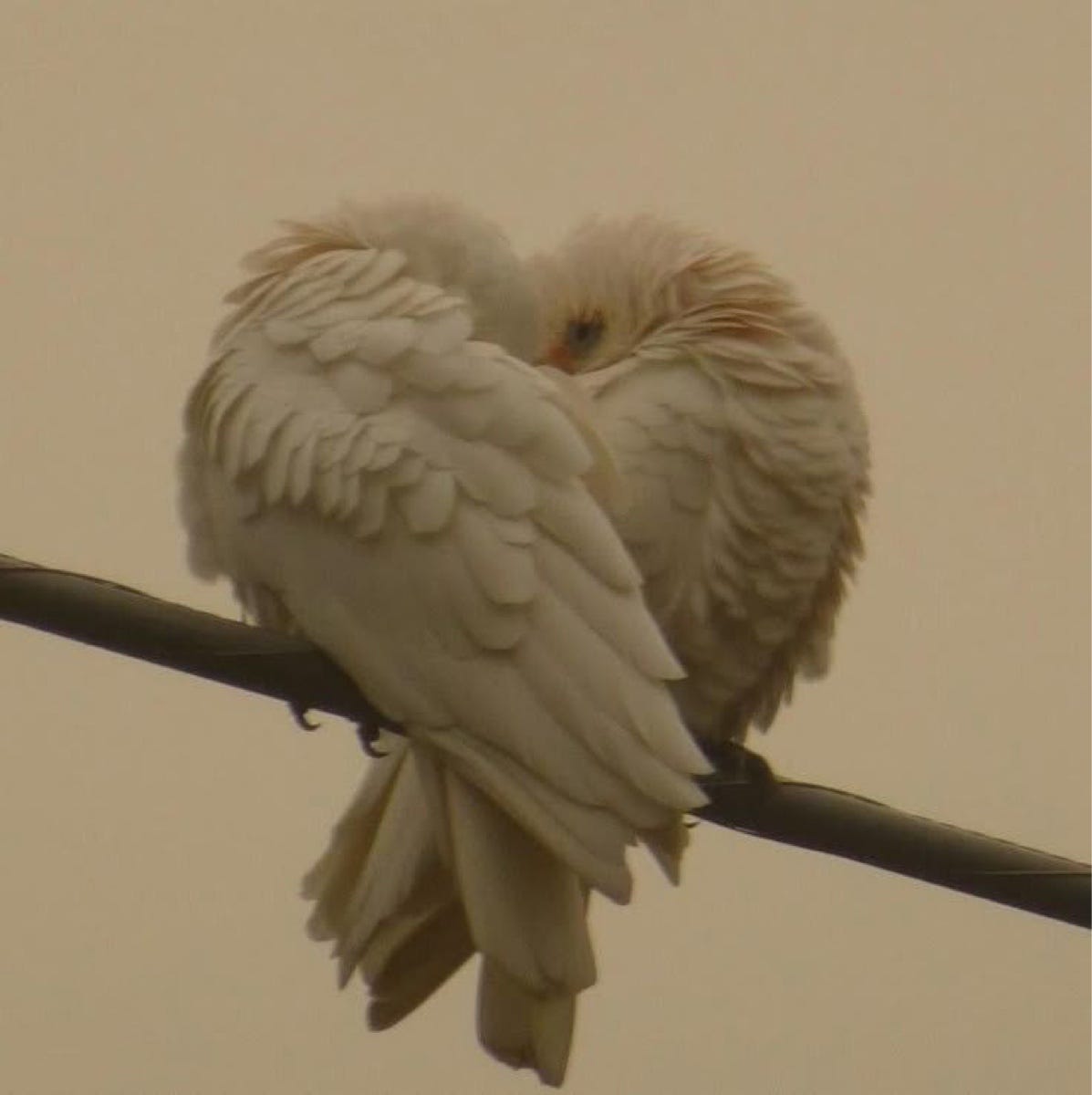 valentine – Medium