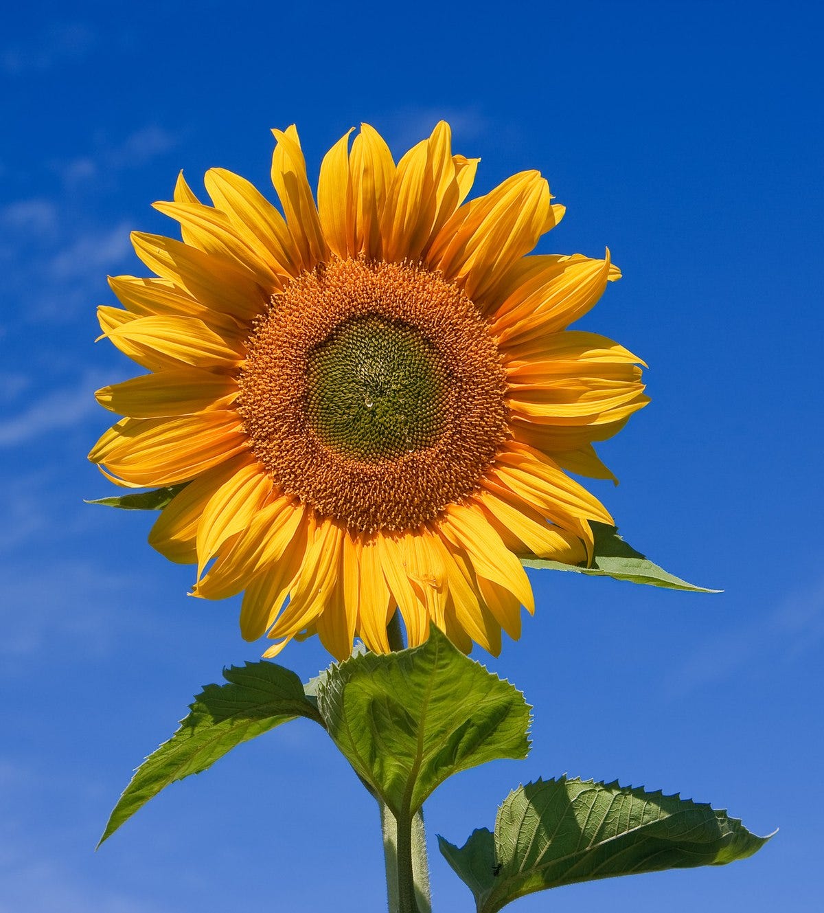 Cat Flower – Medium