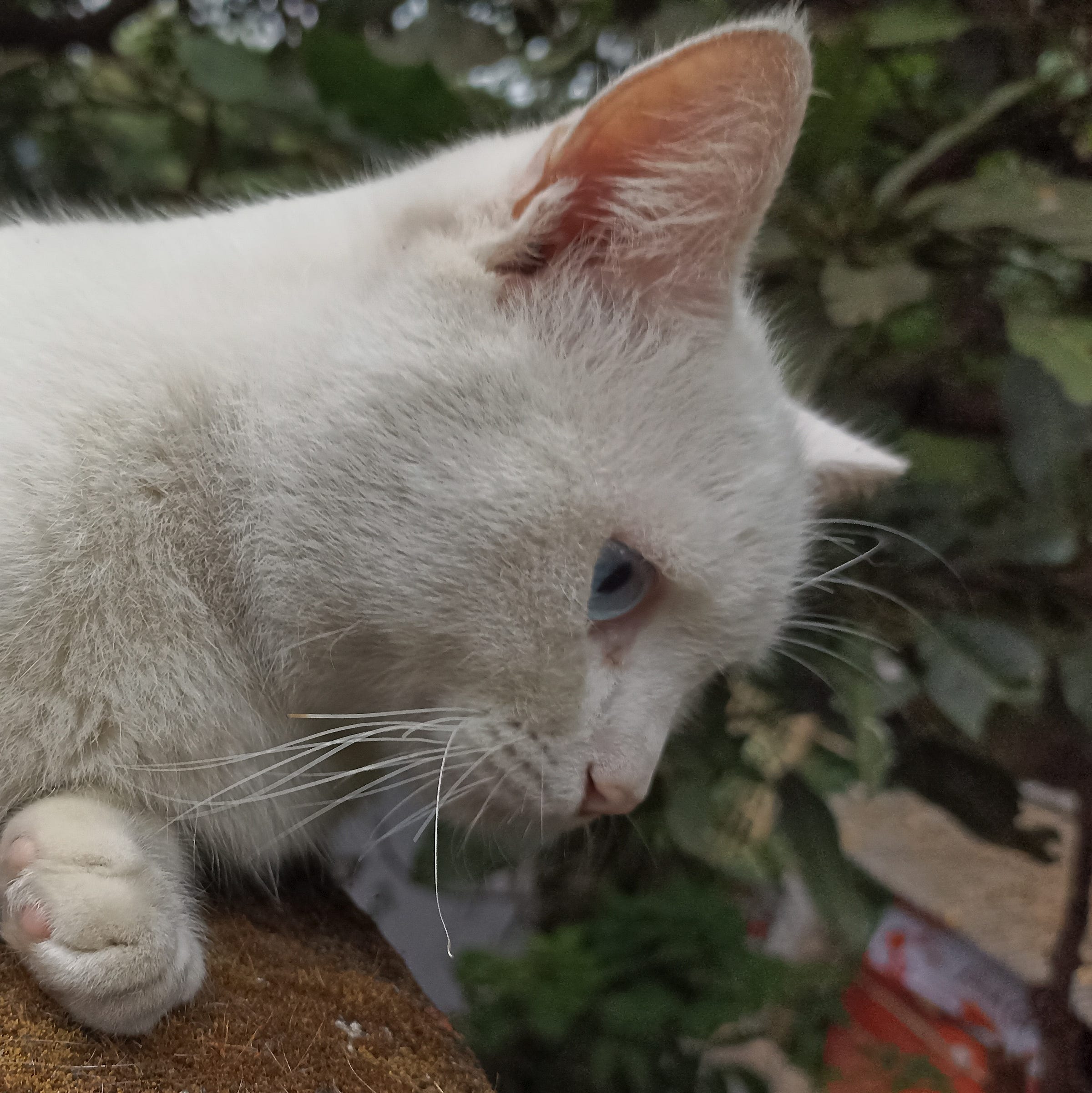 Yoga Raditya Nala – Medium