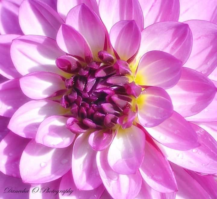 About – Camille Flower – Medium