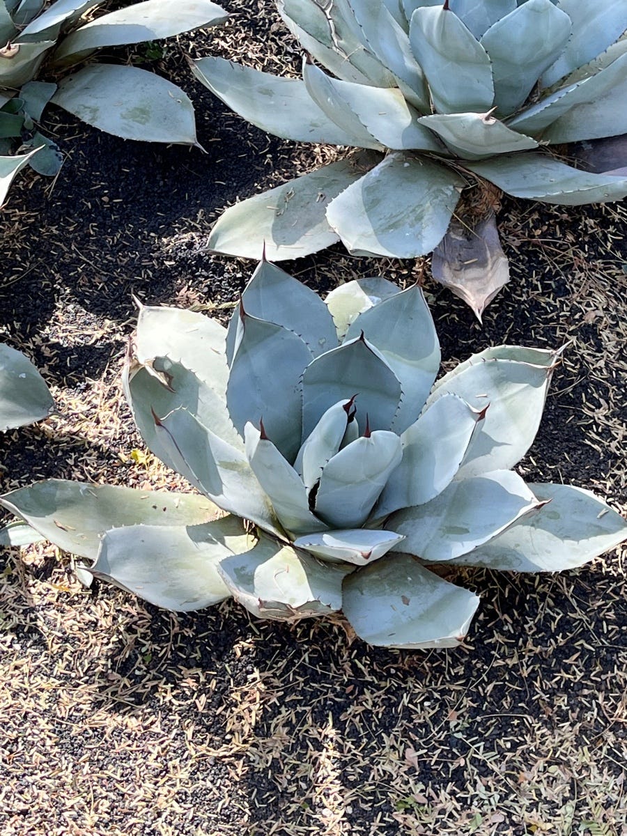 John Adler – Medium