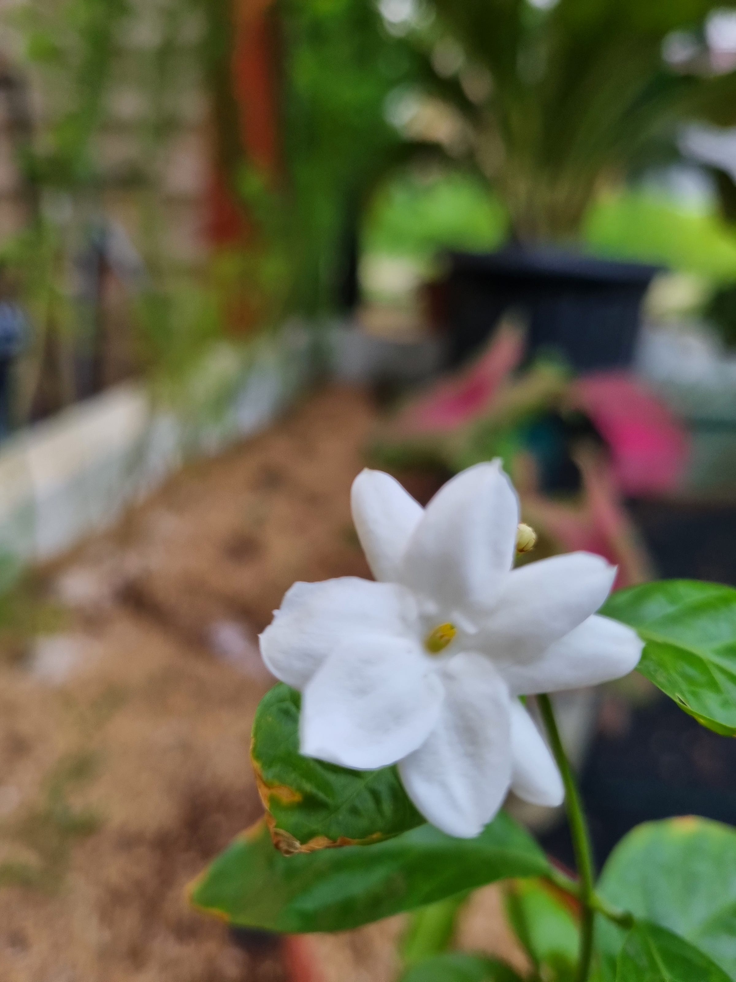 Adara Sakanti – Medium