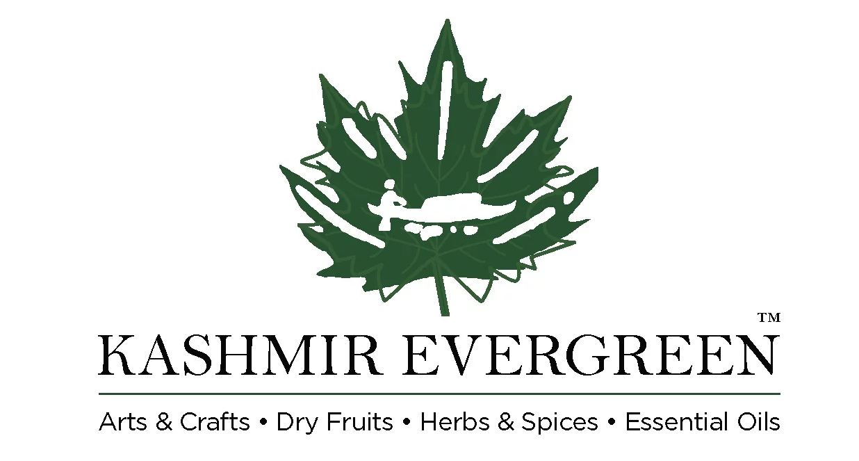 Kashmir Evergreen – Medium