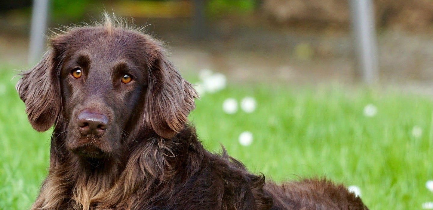AAA Dog Training, Inc – Medium
