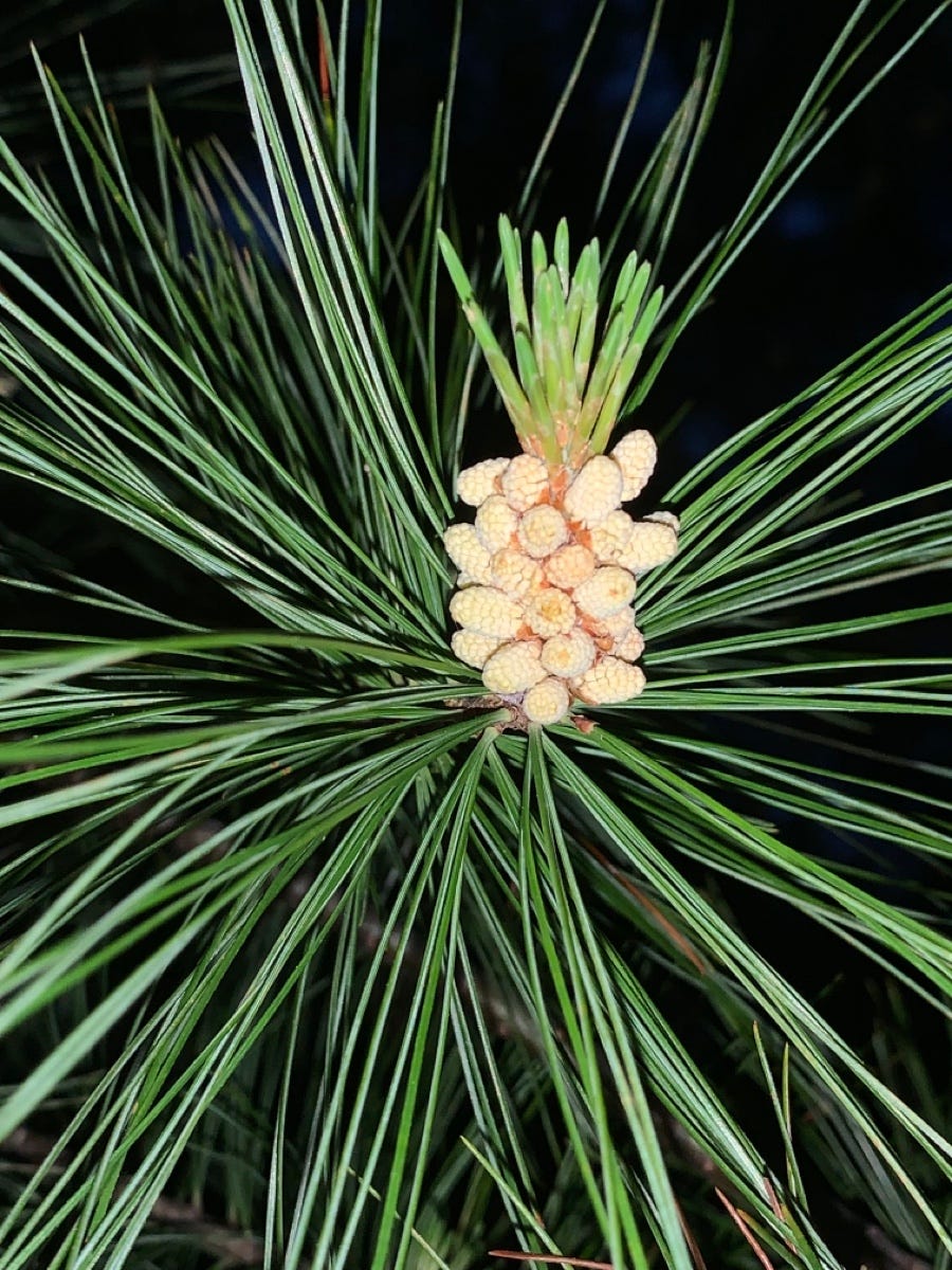 Alyssa Sutter – Medium