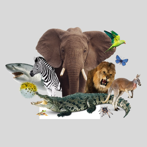 Animals Name – Medium