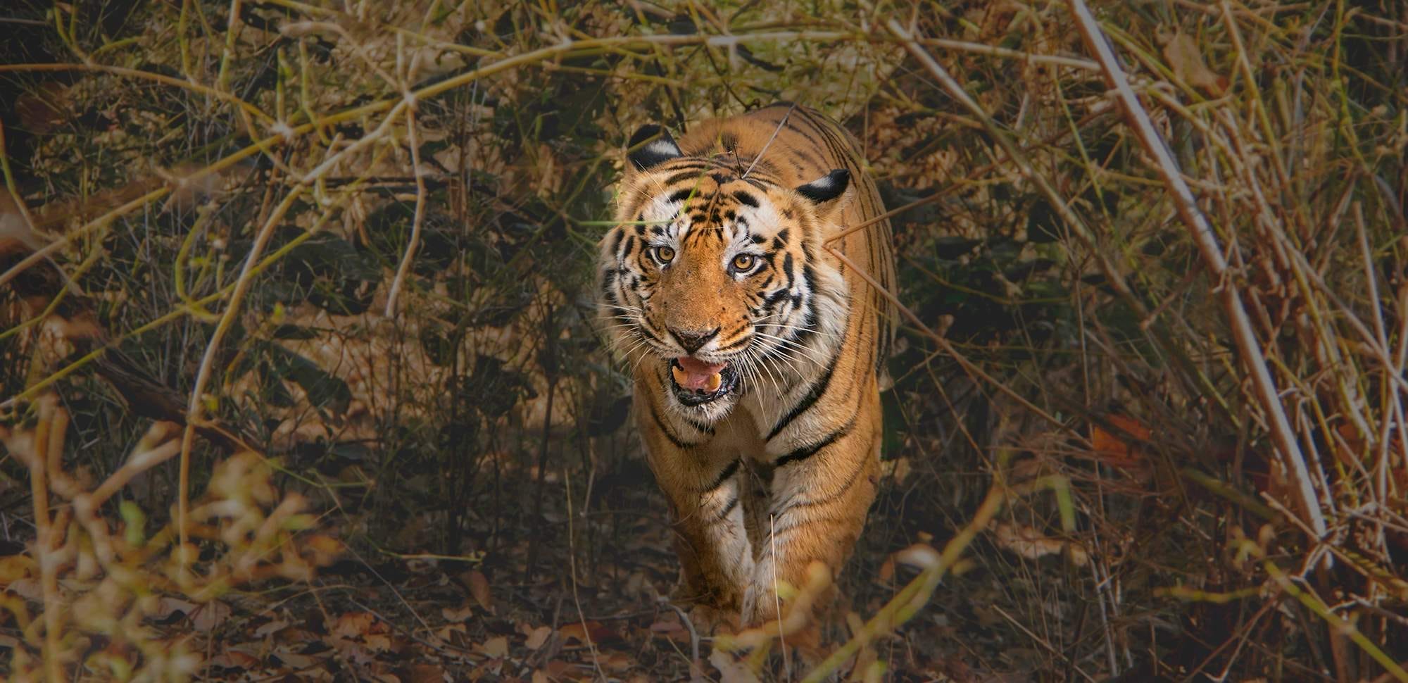 MP Tiger Safari – Medium