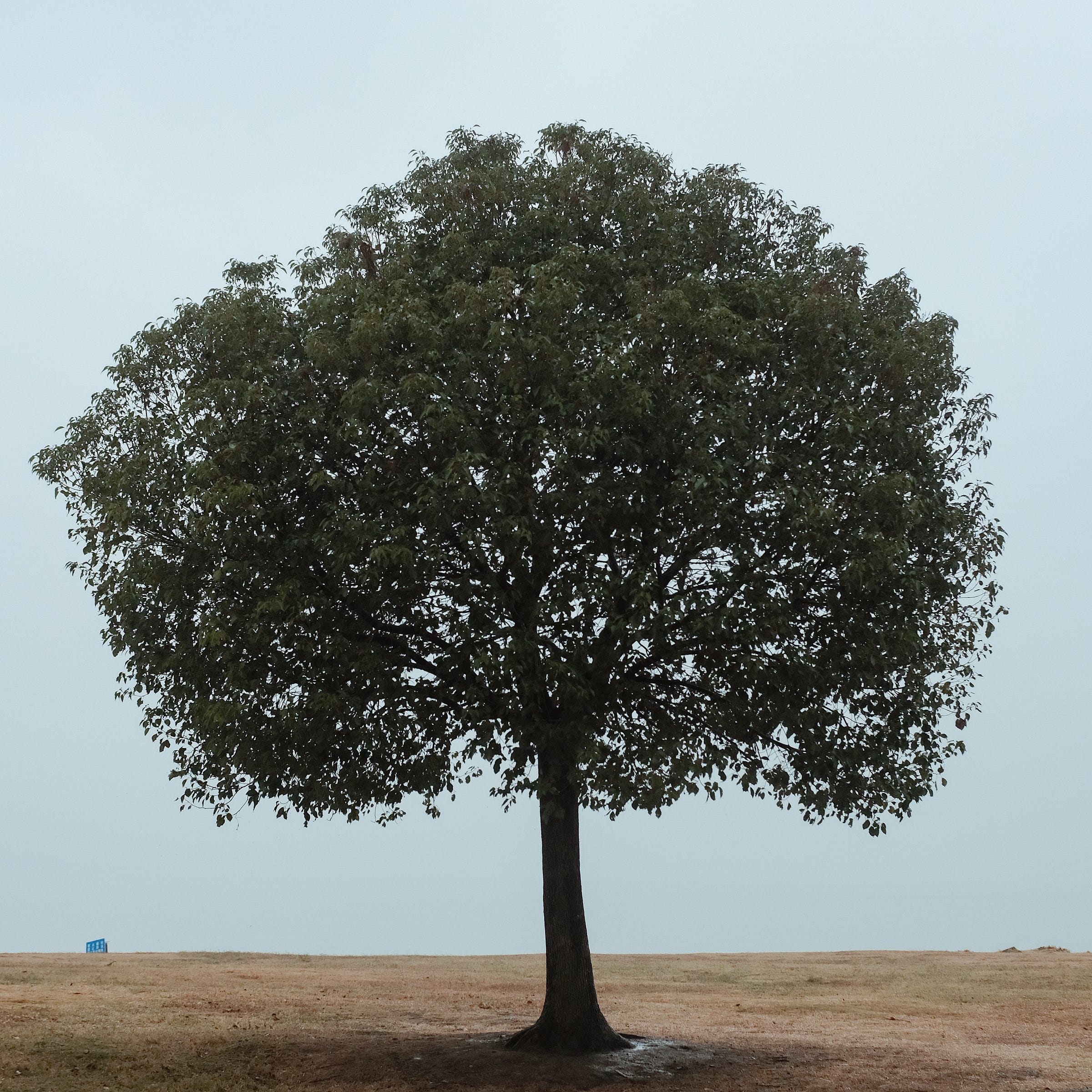Green Sycamore – Medium