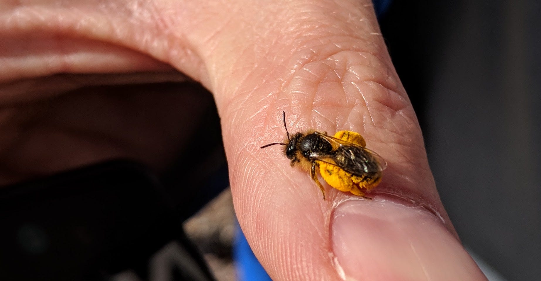 Bernel Beez – Medium