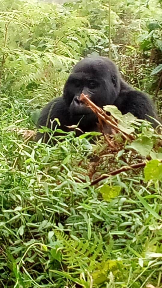 Suubi Safari & Tours Africa – Medium