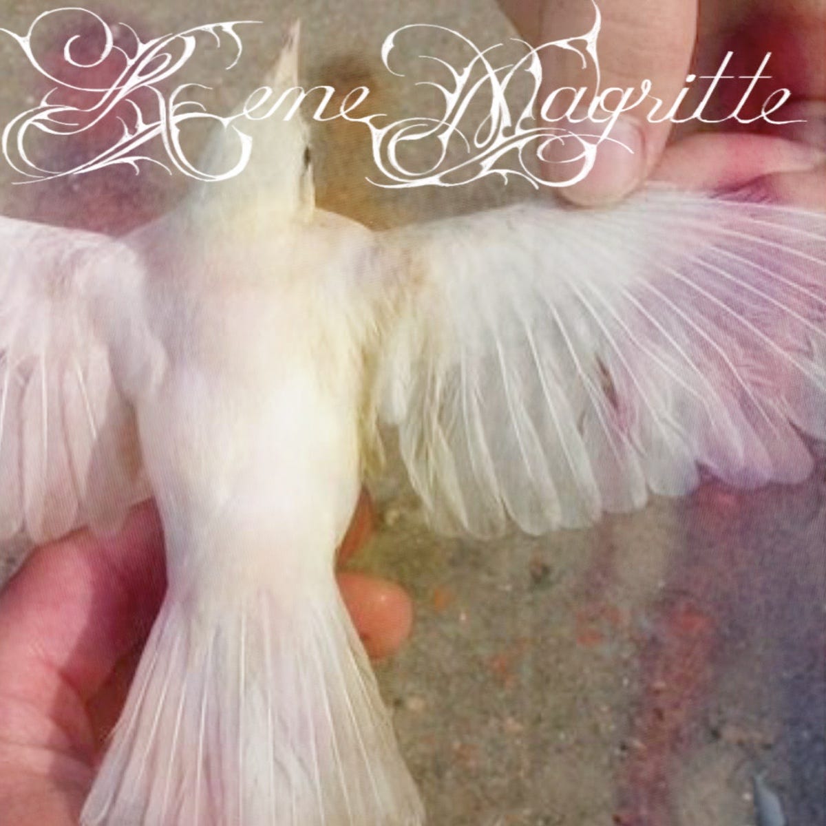 daniel on Medium curated some lists