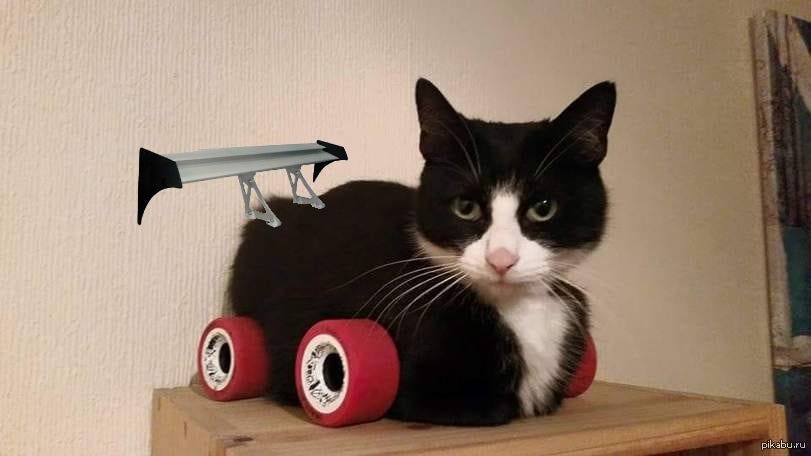 Rocket Cat – Medium