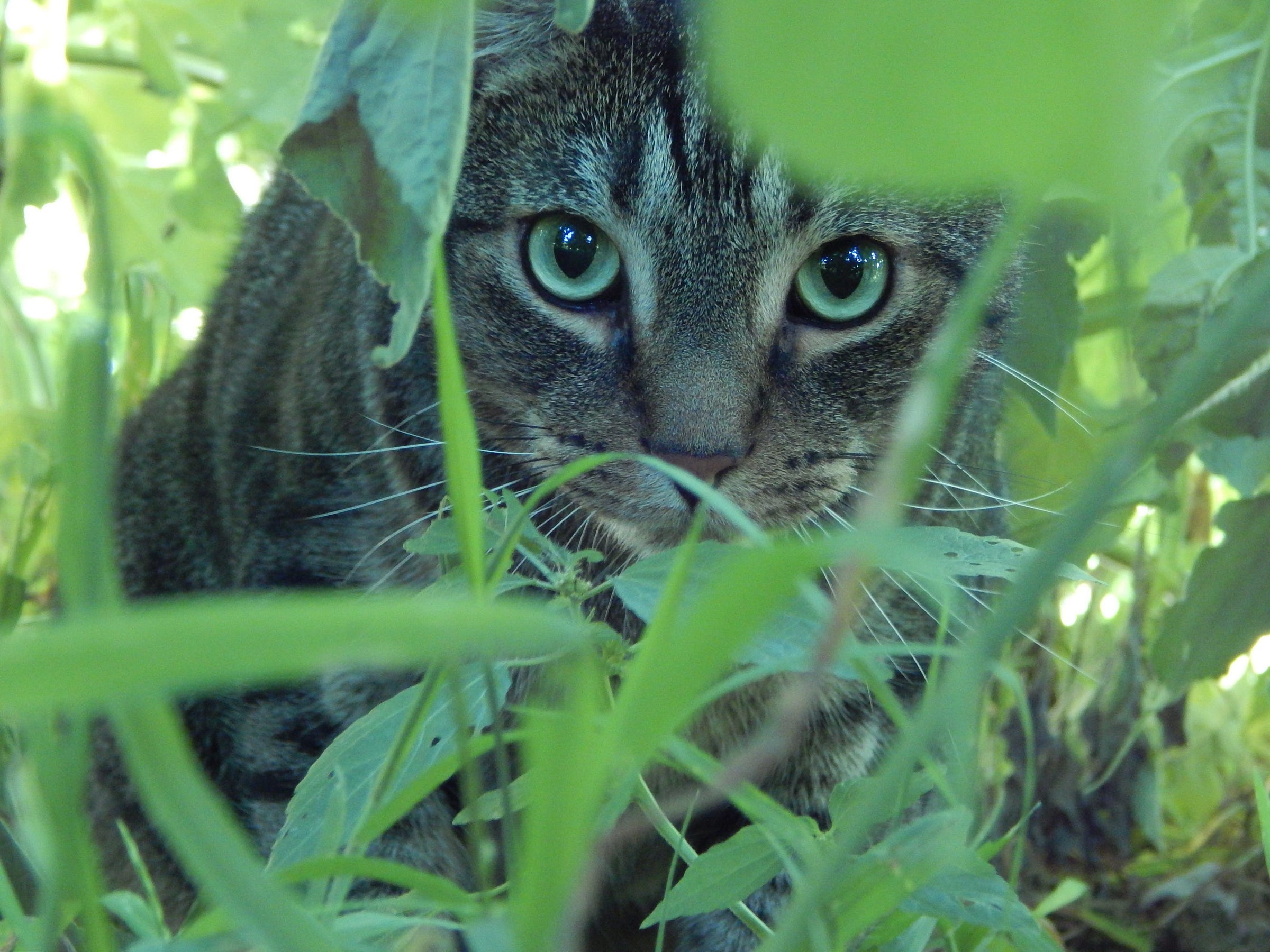 Isabella Swartz – Medium