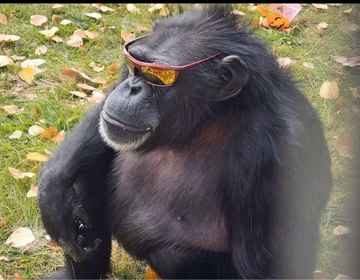 Maaz Asim – Medium