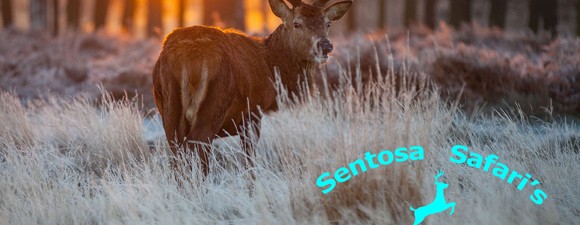 Sentosa Safari Australia – Medium