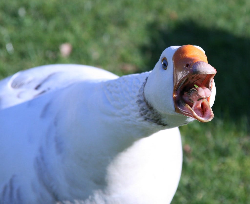 Scalable Goose – Medium