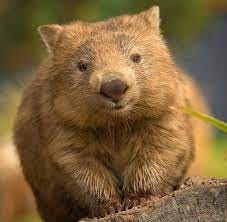The Writing Wombat ʕ •ᴥ•ʔ – Medium