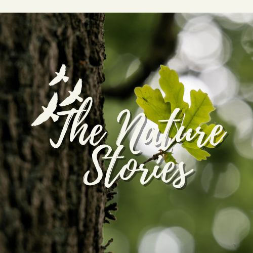 The Nature Stories – Medium