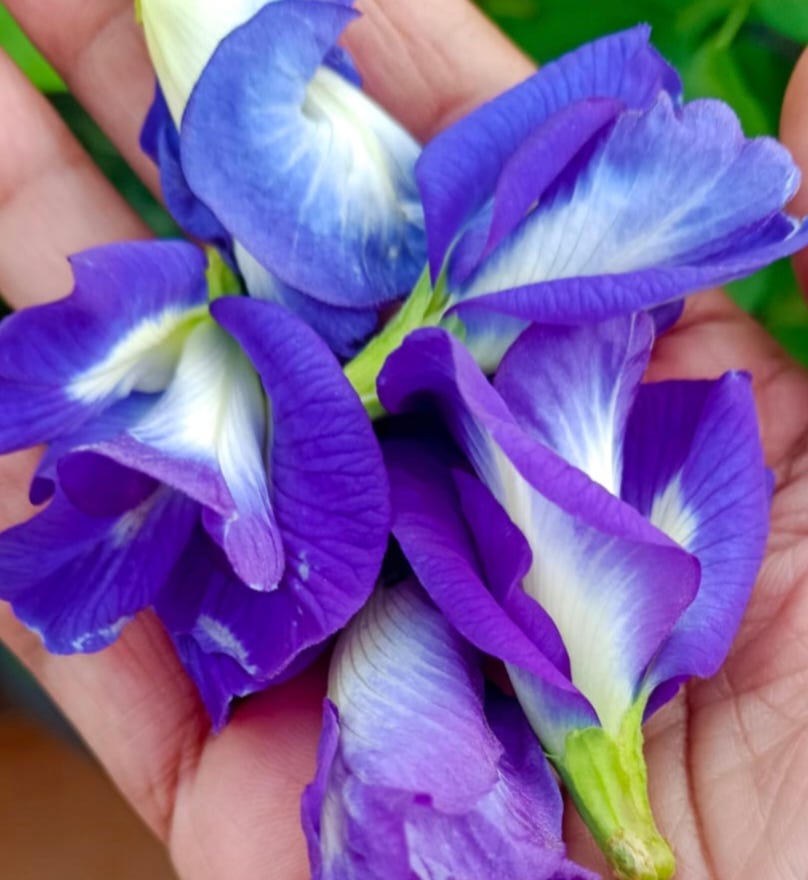 Wild Flower – Medium