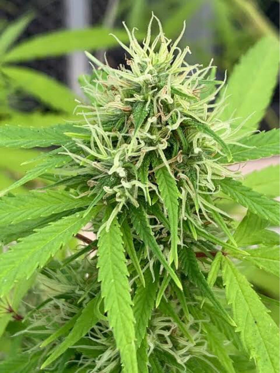 Dev.Me on Medium curated some lists