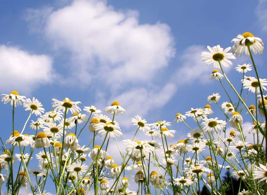 Daisy – Medium