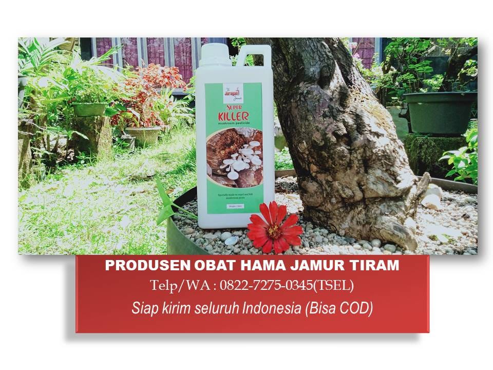 OBAT HAMA JAMUR LANGKAT SIMALUNGUN – Medium