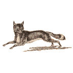 Fox Editing – Medium