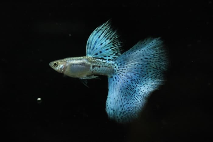 About – Guppy Fish – Medium