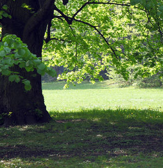 About – Stay in Shade – Medium