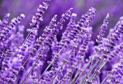 Team Lavender – Medium