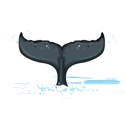 Whale Miracle – Medium