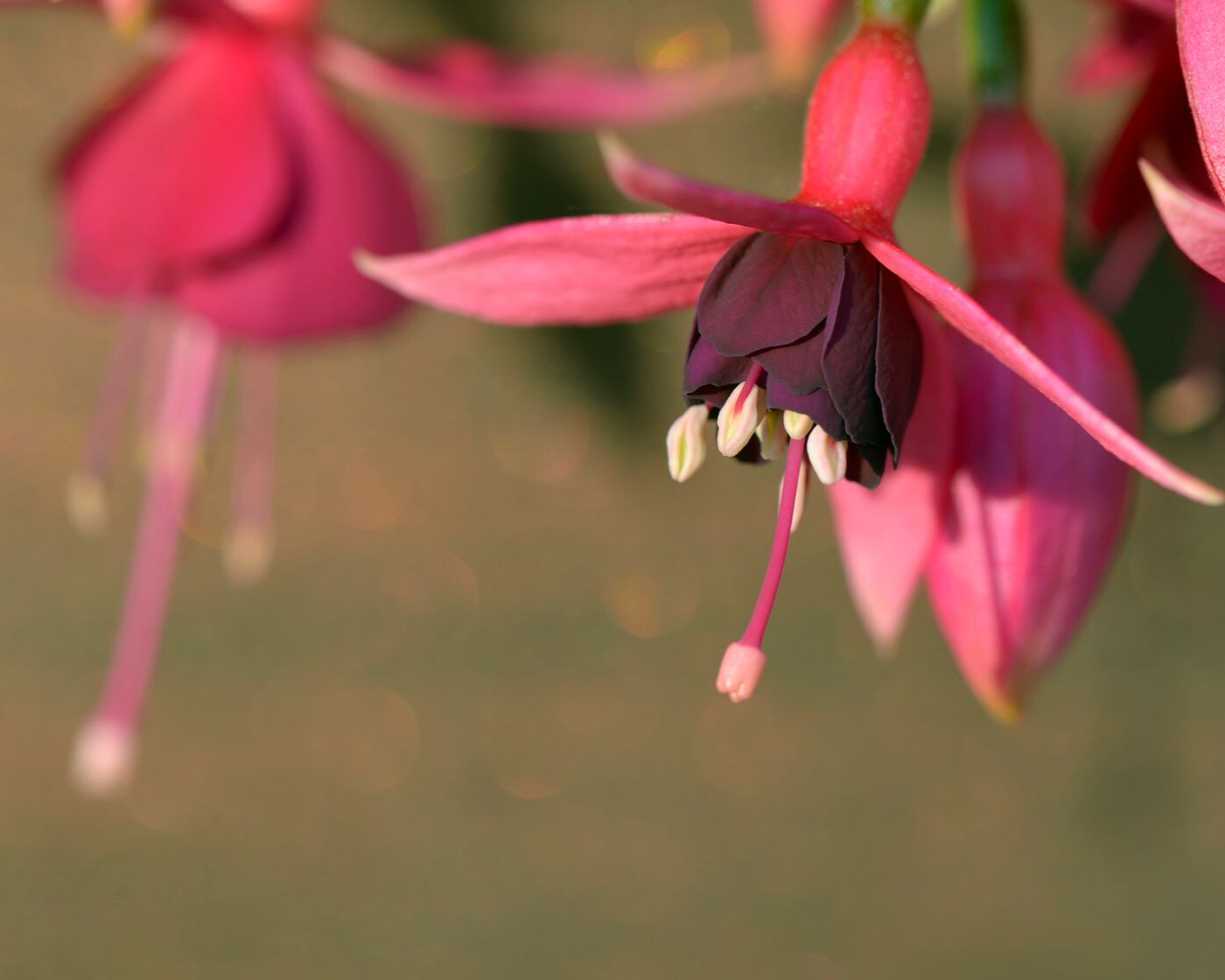 AERUM (rus) – Medium