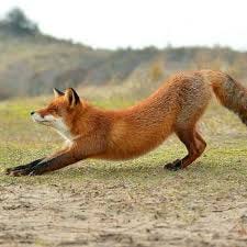 Namaste Fox – Medium