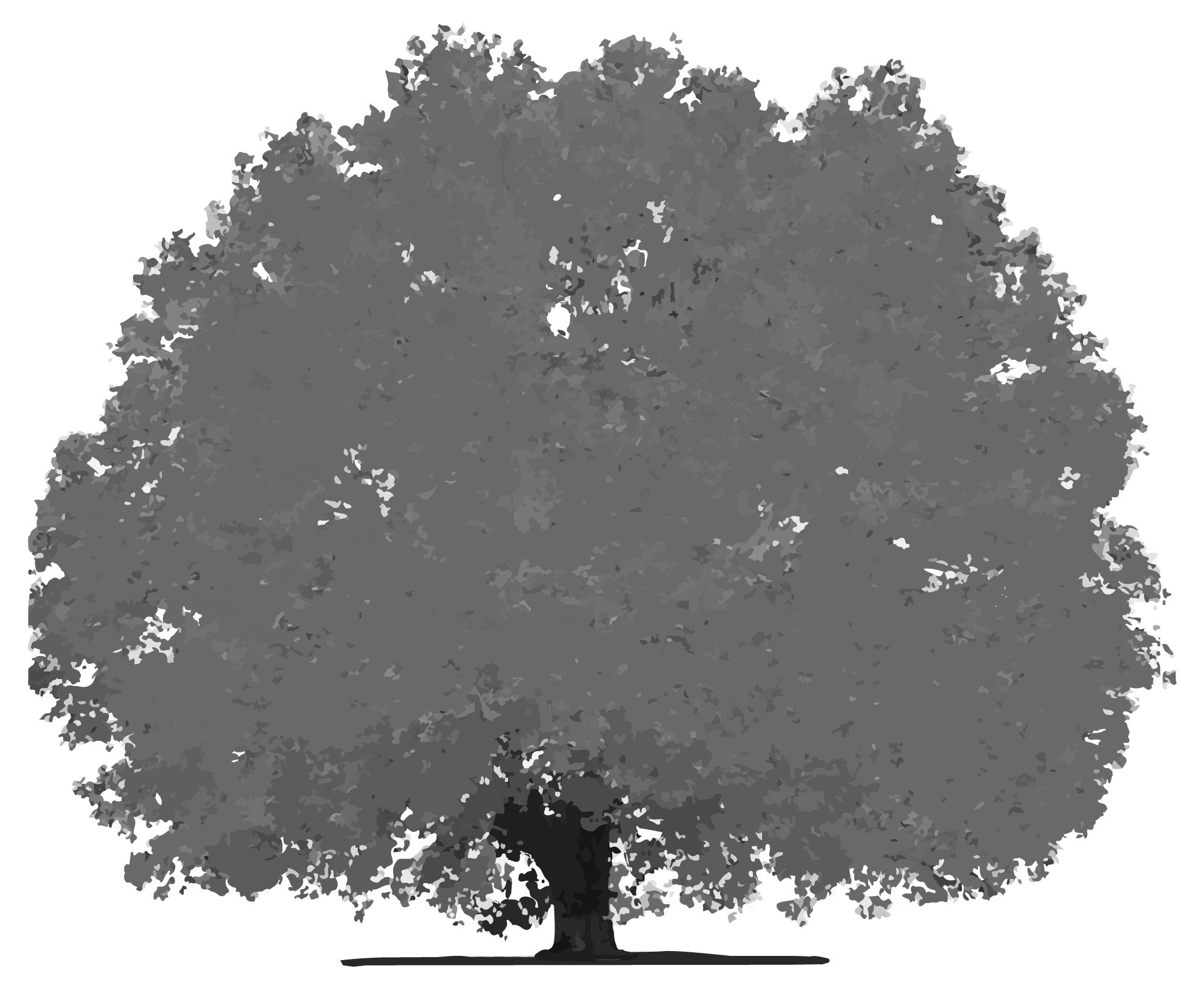 Pride Tree Holdings – Medium