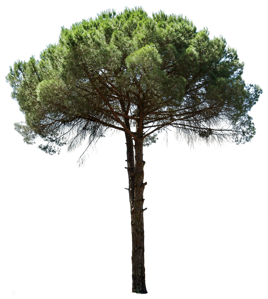 pinheiro-manso – Medium