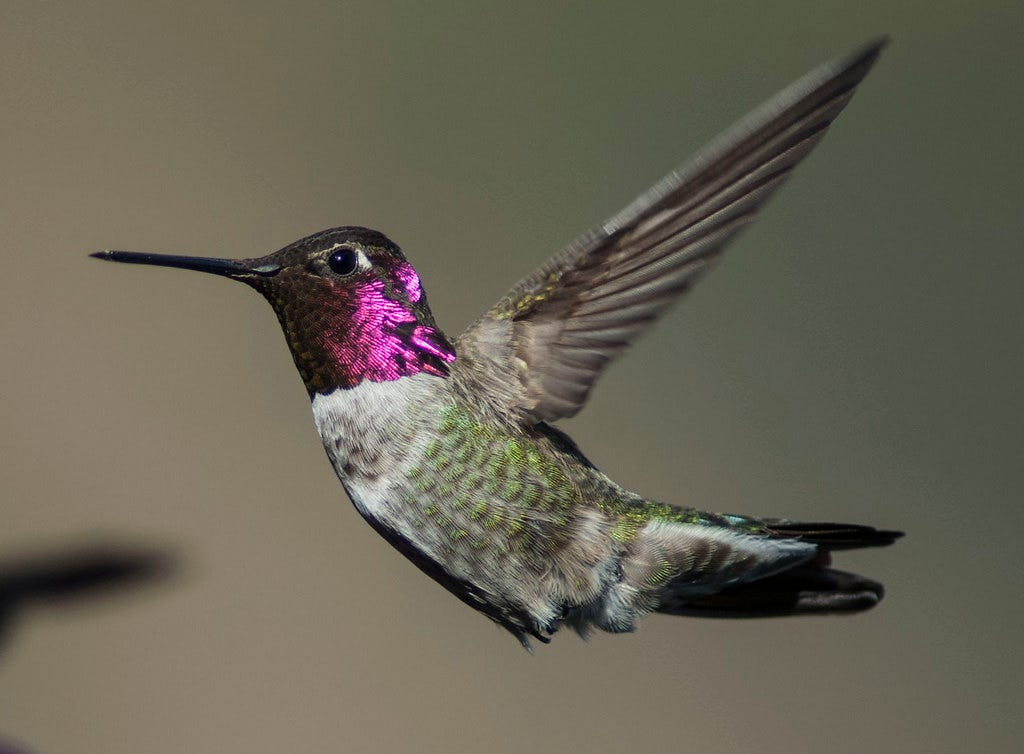 Micheline Horstmeyer – Medium