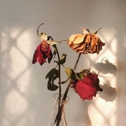 Wilting Rose – Medium