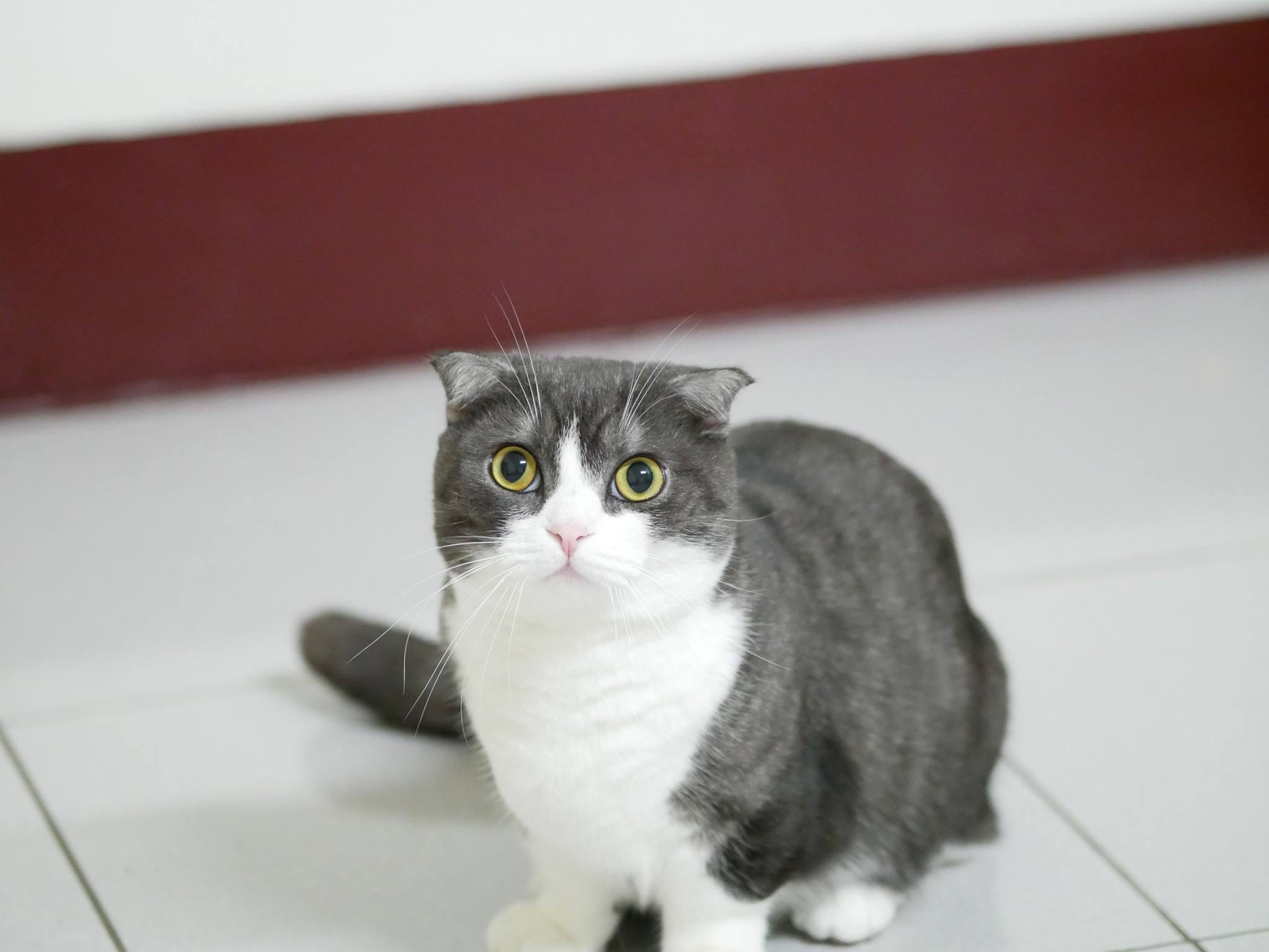 Stuart Hsu – Medium