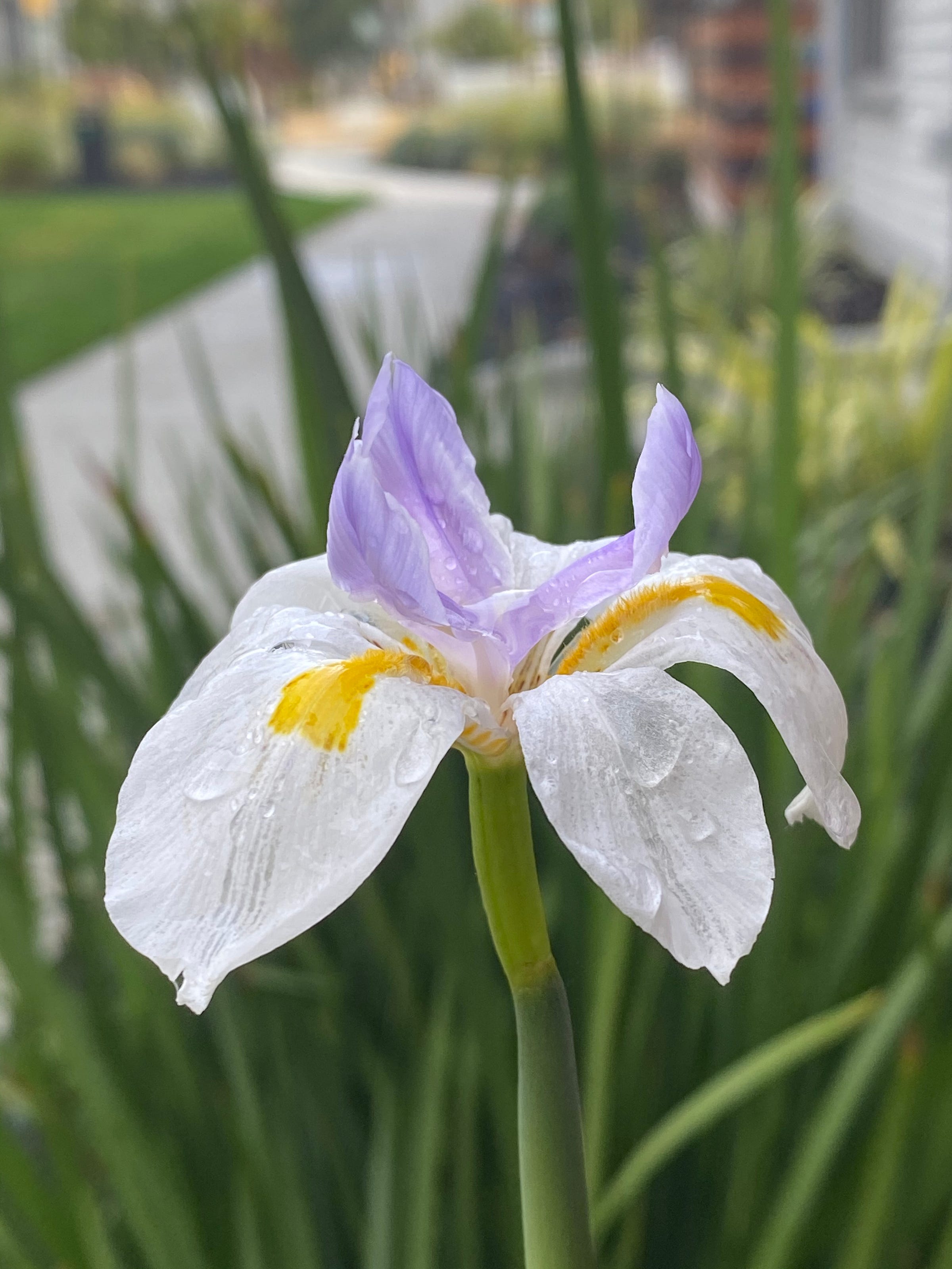 Patrick “Neo” Smith – Medium