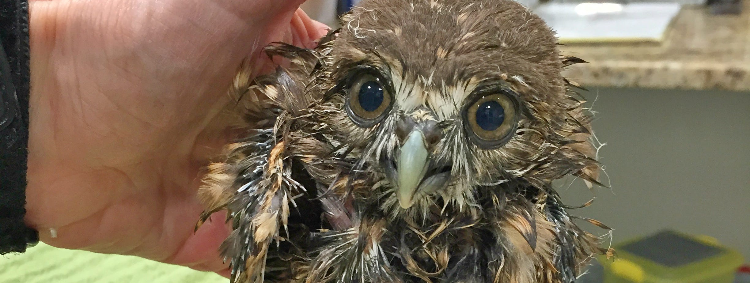 Burrowing owl found in storm drain | by Conservancy of SWFL | A week ...