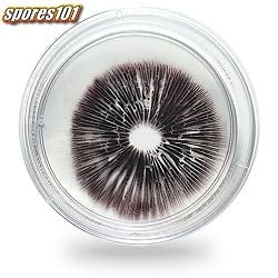 Spores for Sale: Unlocking the Fascinating World of Mycology | by ...