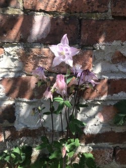 Notes From a Provincial Queer. Box Rooms and Air Raid Shelters — early ...