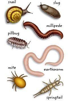 What is decomposers. Decomposers | by Inam UL Haq | Medium