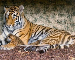 How Project Tiger is Helping to Save the World’s Most Iconic Cat | by ...