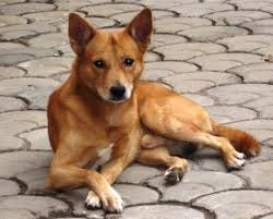 The short history of our faithful doggy companion — Part 2 | by Abhi ...